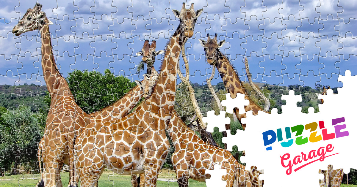 Un branco di giraffe Puzzle (Animali, Mammiferi) | Puzzle Garage