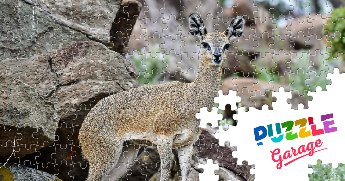 Oreotragus oreotragus Jigsaw Puzzle (Animals, Mammals) | Puzzle Garage