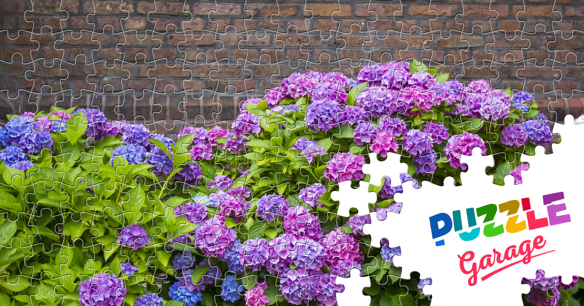 Hydrangea bushes Jigsaw Puzzle (Plants, Flowers) | Puzzle Garage