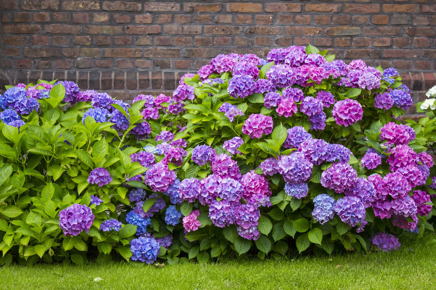 Hydrangea bushes Jigsaw Puzzle (Plants, Flowers) | Puzzle Garage