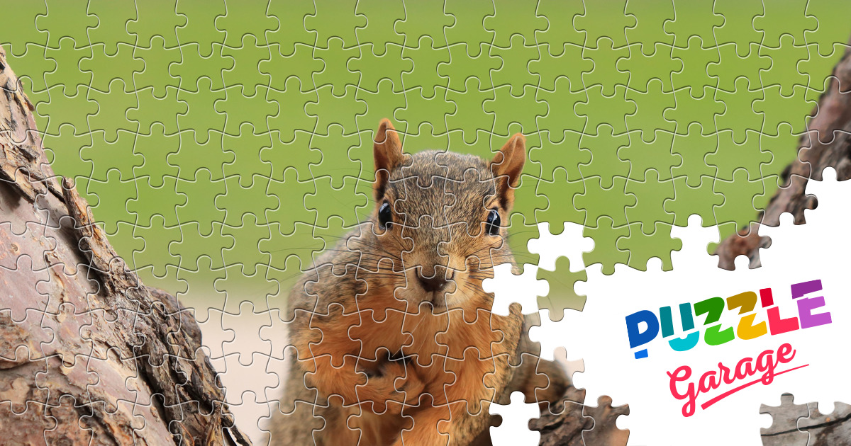 Gray squirrel Jigsaw Puzzle (Animals, Mammals) | Puzzle Garage