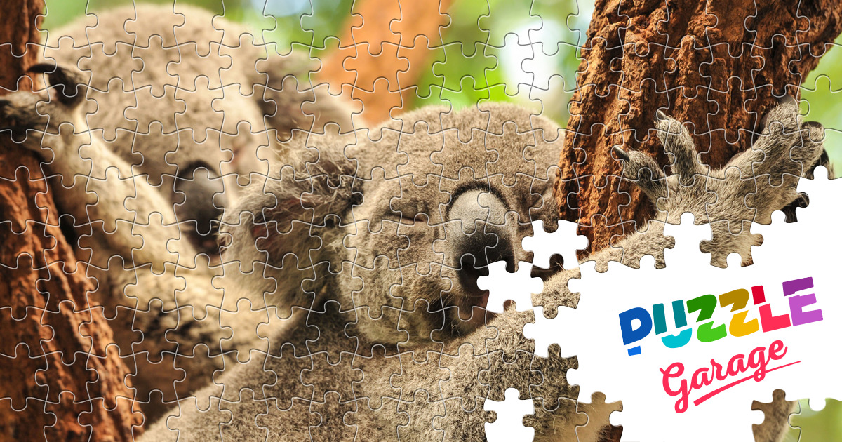 Sleeping koalas Jigsaw Puzzle (Animals, Mammals) | Puzzle Garage