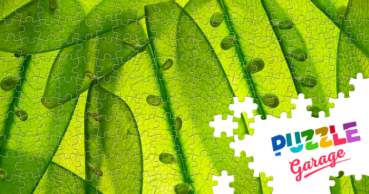 Snow peas Jigsaw Puzzle (Plants, Vegetables) | Puzzle Garage