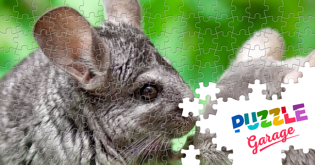A pair of chinchillas Jigsaw Puzzle (Animals, Pets) | Puzzle Garage