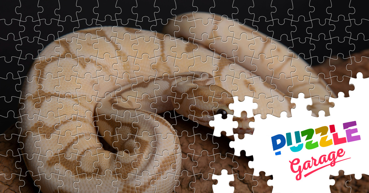 Albino royal python Jigsaw Puzzle (Animals, Reptiles) | Puzzle Garage