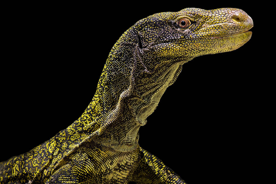 Reptiles Jigsaw Puzzles | Puzzle Garage (Page: 8)