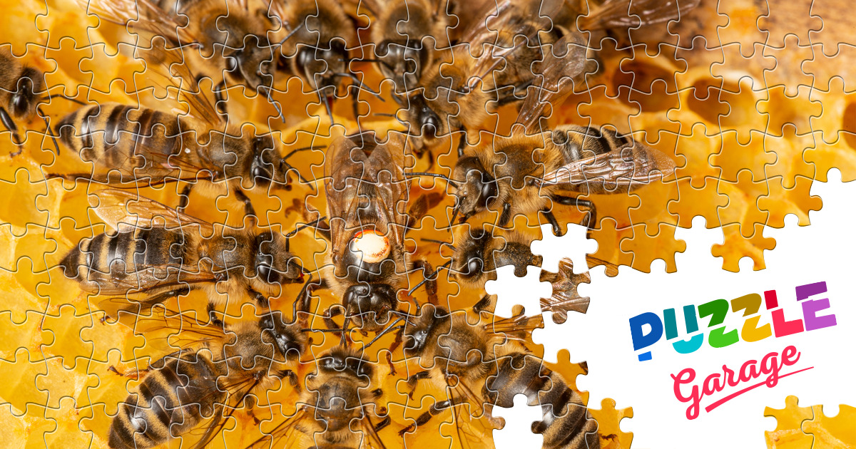 Bees on honeycomb Jigsaw Puzzle (Animals, Insects) | Puzzle Garage