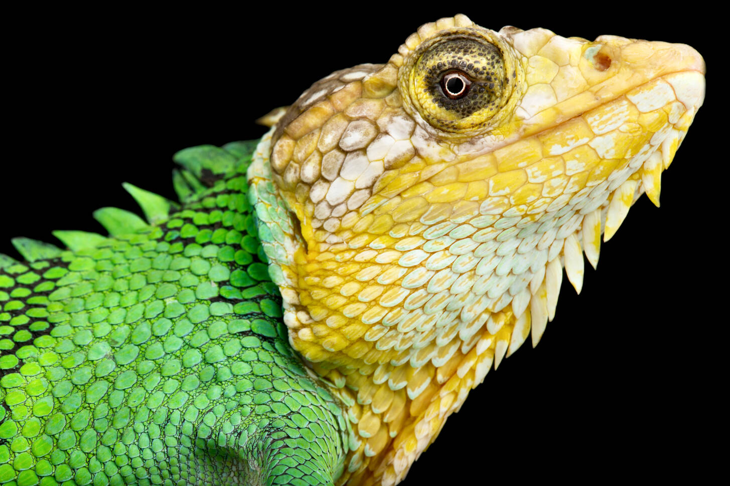 Peruvian bush anole Jigsaw Puzzle (Animals, Reptiles) | Puzzle Garage