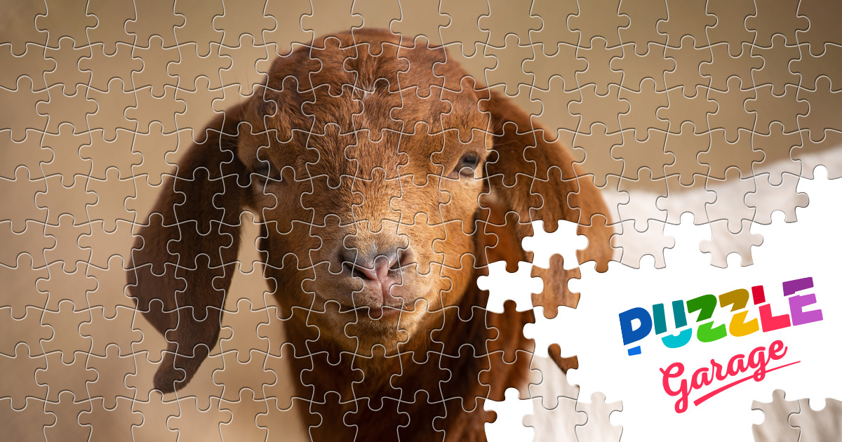 Baby goat portrait Jigsaw Puzzle (Animals, Pets) | Puzzle Garage