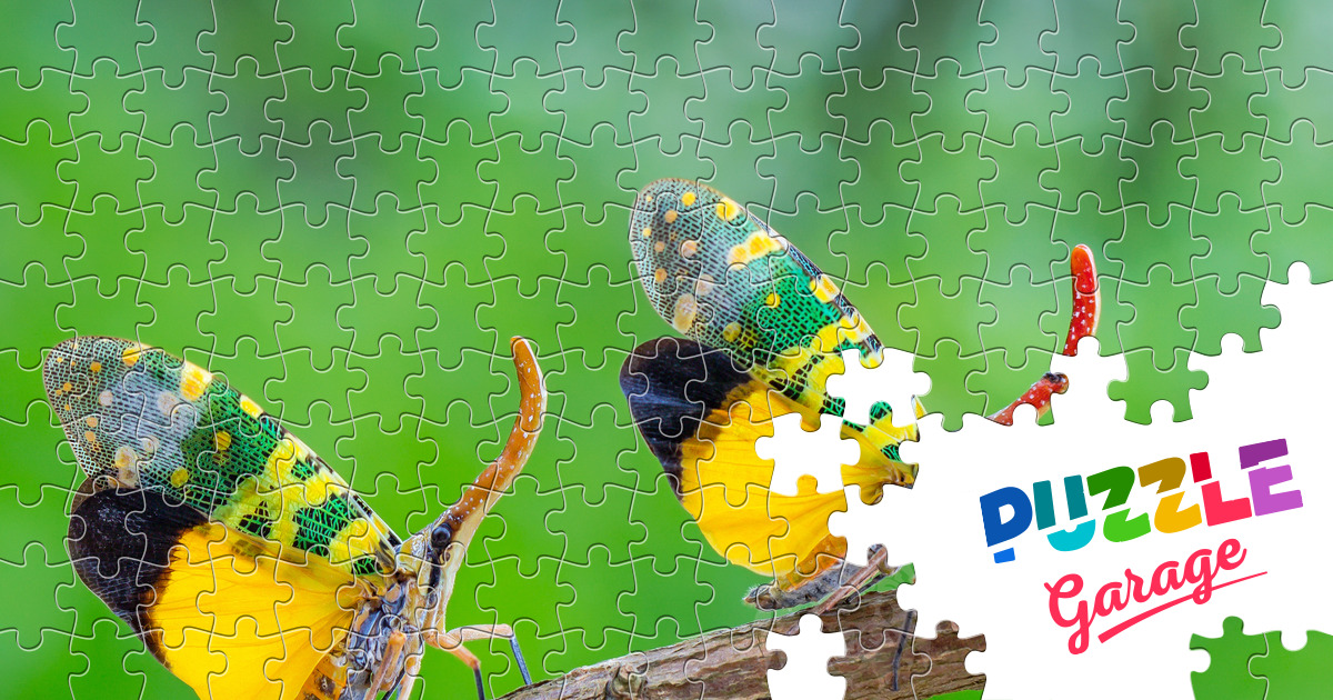 Lantern bugs on a branch Jigsaw Puzzle (Animals, Insects) | Puzzle Garage