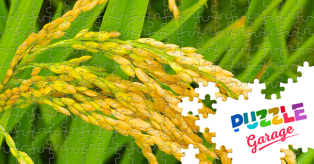 Rice ears Jigsaw Puzzle (Home, Food) | Puzzle Garage