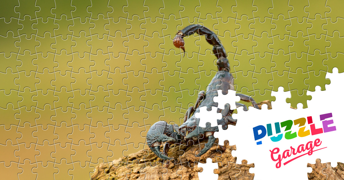 Emperor Scorpion Jigsaw Puzzle (Animals, Mammals) | Puzzle Garage