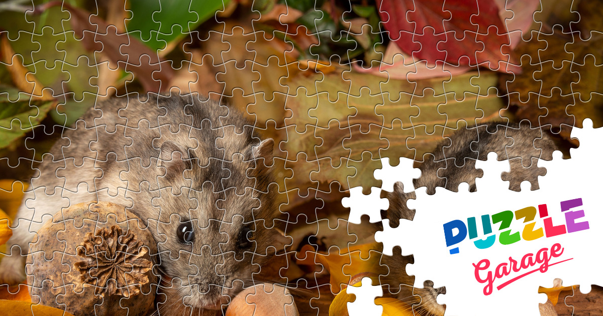 Hamsters in autumn leaves Jigsaw Puzzle (Animals, Pets) | Puzzle Garage