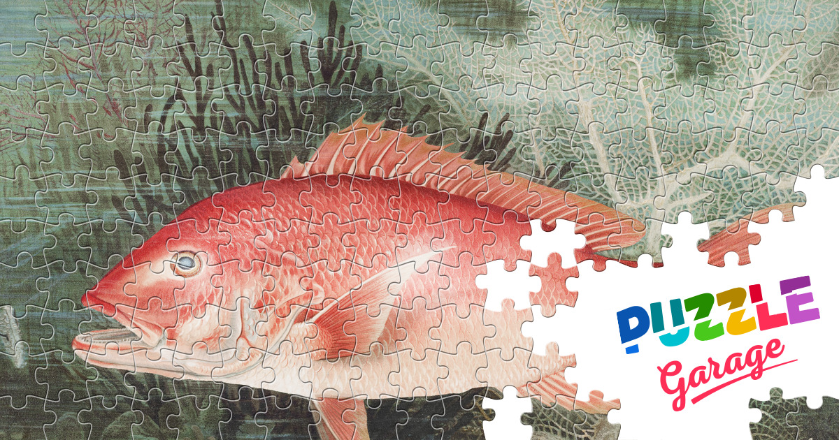 Red snapper Jigsaw Puzzle (Animals, Marine life) | Puzzle Garage