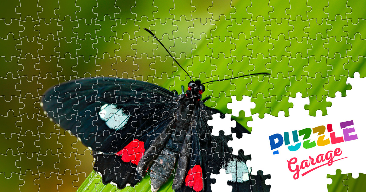 Parides Jigsaw Puzzle (Animals, Insects) | Puzzle Garage