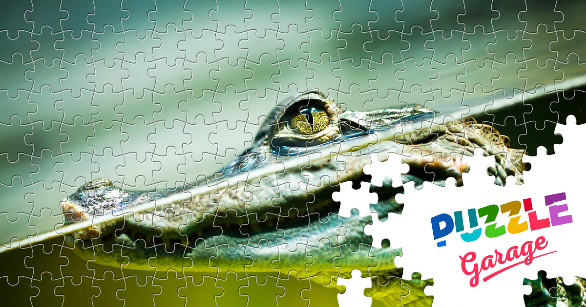 Crocodile Jigsaw Puzzle (Animals, Reptiles) | Puzzle Garage