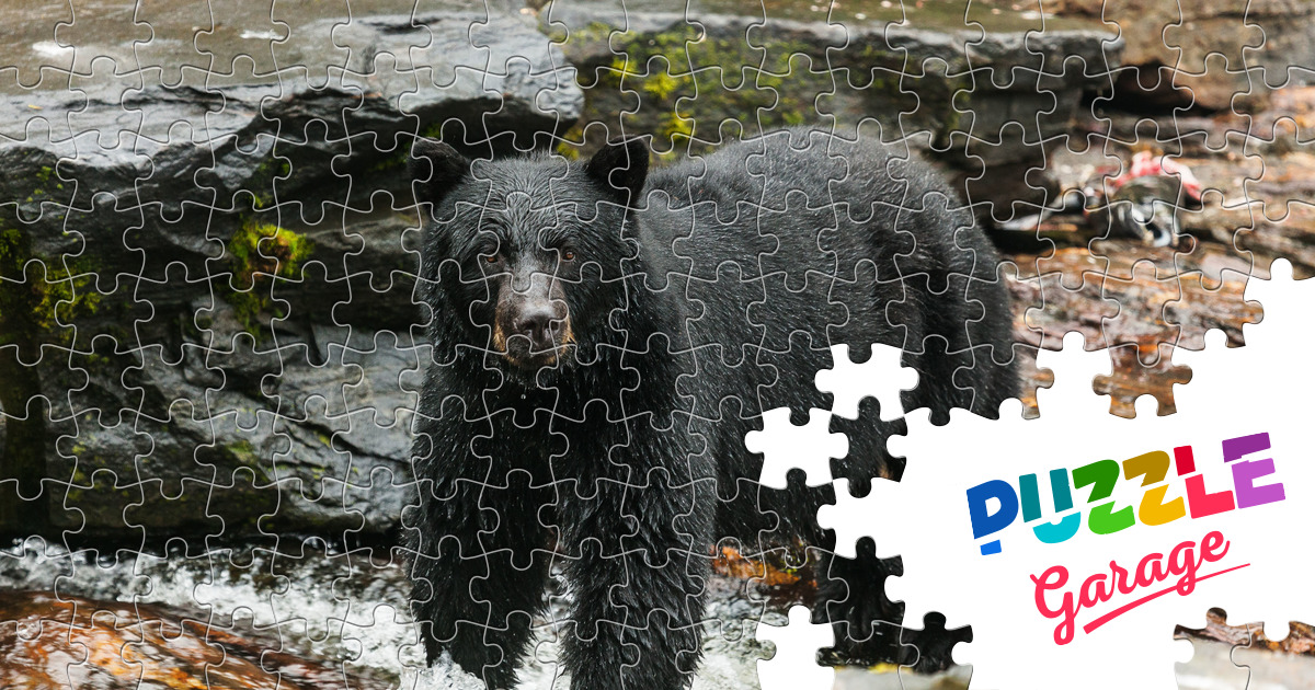 Black bear in a mountain river Jigsaw Puzzle (Animals, Mammals ...