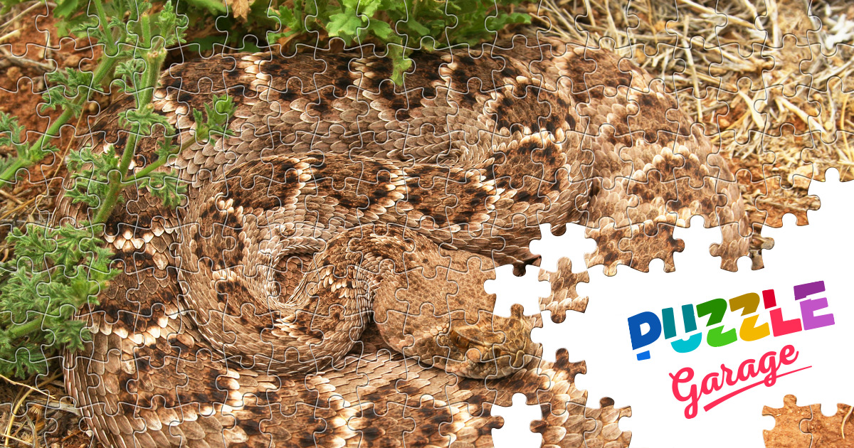 Rattlesnake Jigsaw Puzzle (Animals, Reptiles) | Puzzle Garage