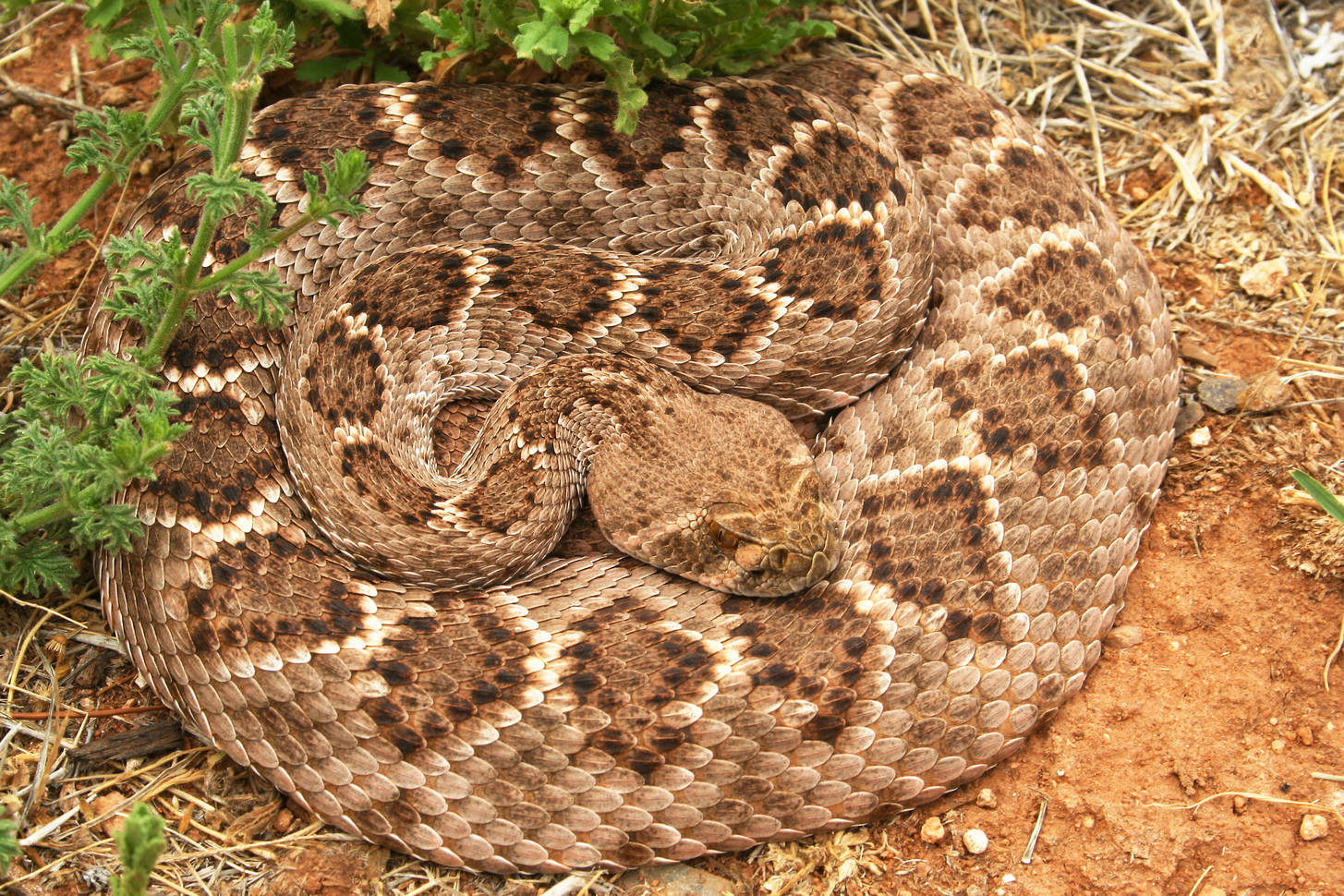 Rattlesnake Jigsaw Puzzle (Animals, Reptiles) | Puzzle Garage