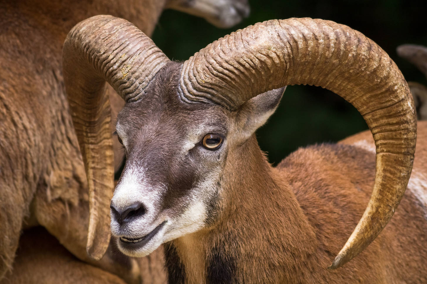 Ram Jigsaw Puzzle (Animals, Mammals) | Puzzle Garage