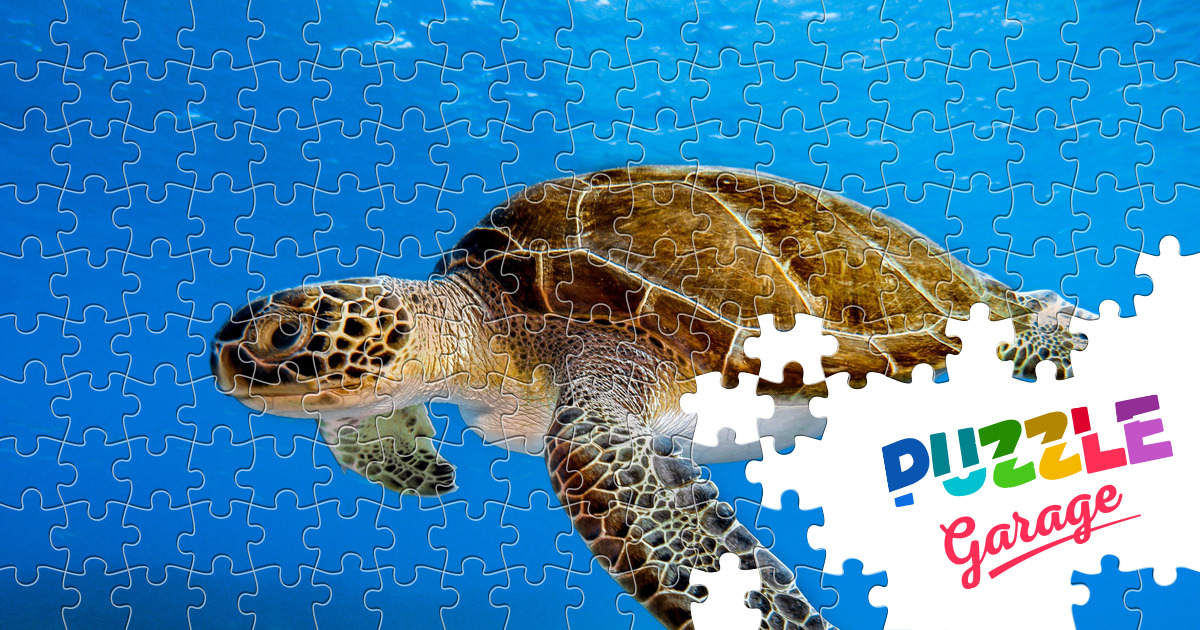 Green turtle Jigsaw Puzzle (Animals, Marine life) | Puzzle Garage