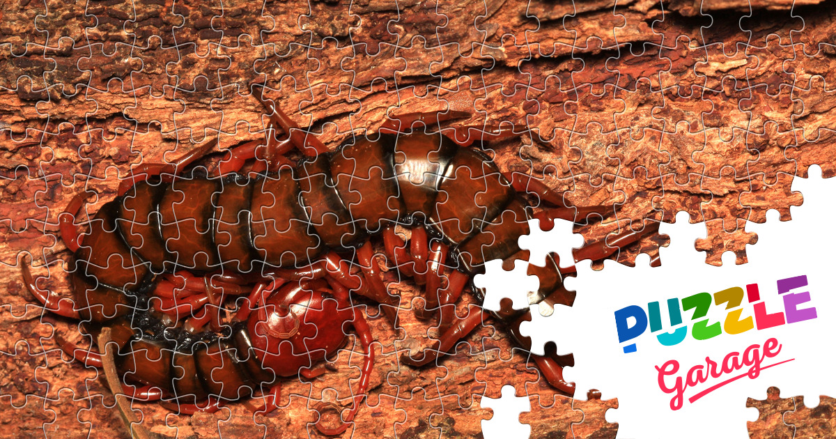 Centipede Jigsaw Puzzle (Animals, Mammals) | Puzzle Garage