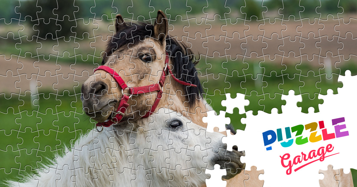 Two Shetland ponies Jigsaw Puzzle (Animals, Pets) | Puzzle Garage