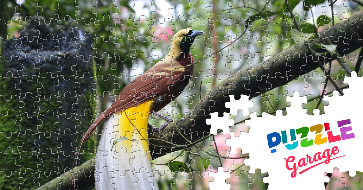 Bird of paradise on a tree Jigsaw Puzzle (Animals, Birds) | Puzzle Garage