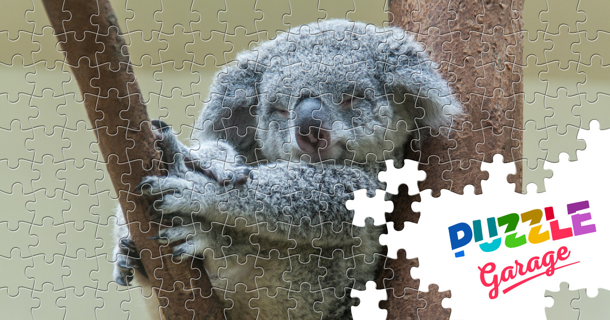 Sleeping Koala Jigsaw Puzzle (Animals, Mammals) | Puzzle Garage