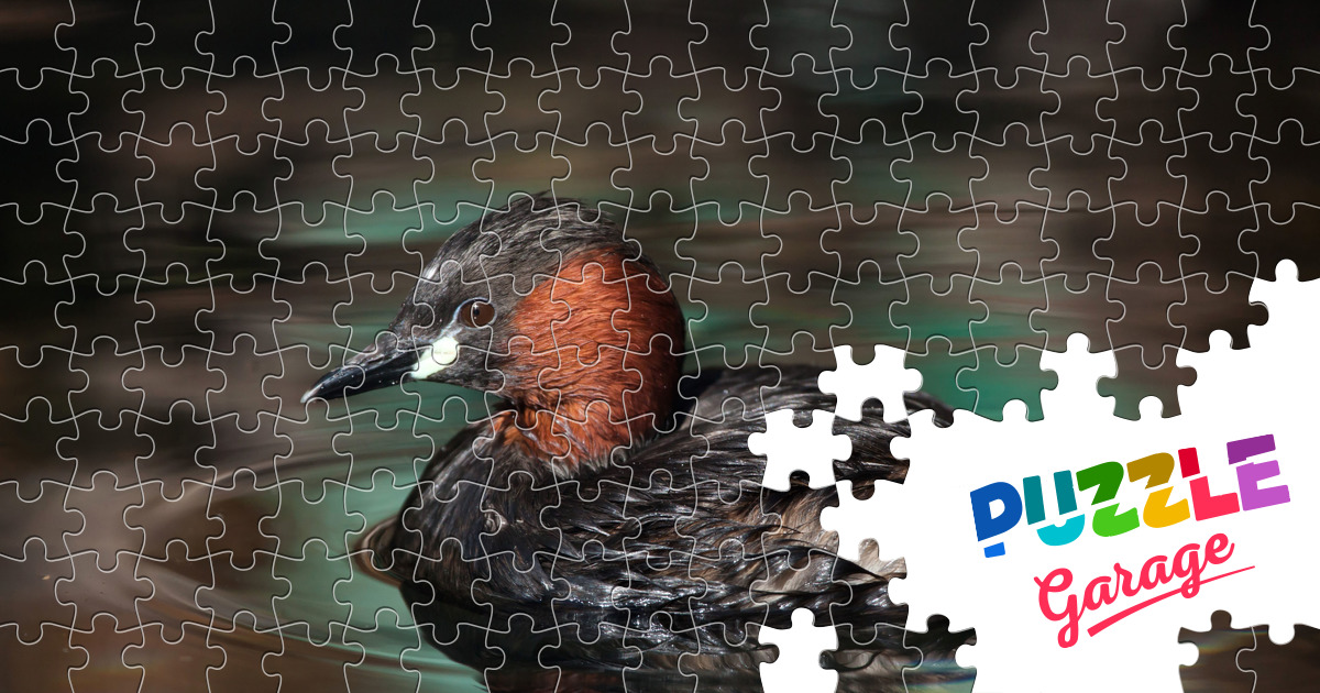 Waterfowl - Little Grebe Jigsaw Puzzle (Animals, Birds) | Puzzle Garage