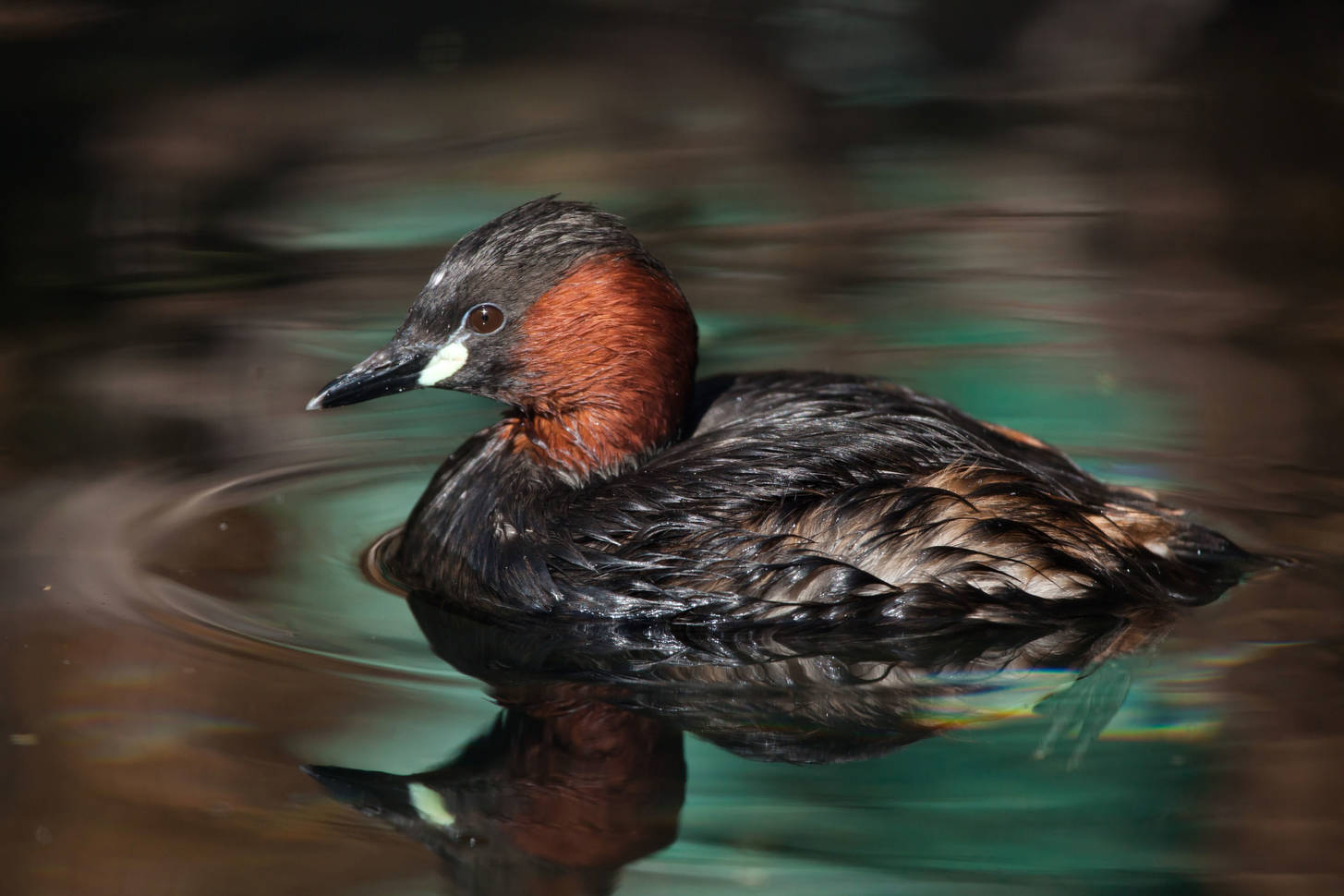 Waterfowl - Little Grebe Jigsaw Puzzle (Animals, Birds) | Puzzle Garage
