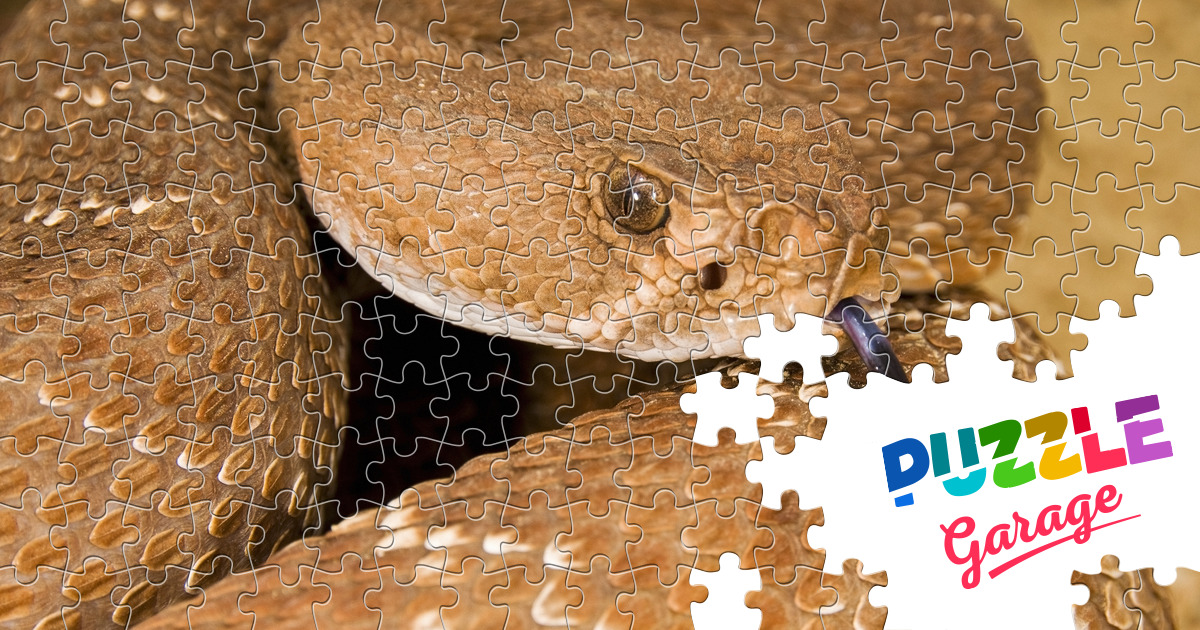 Rattlesnake Jigsaw Puzzle (Animals, Reptiles) | Puzzle Garage