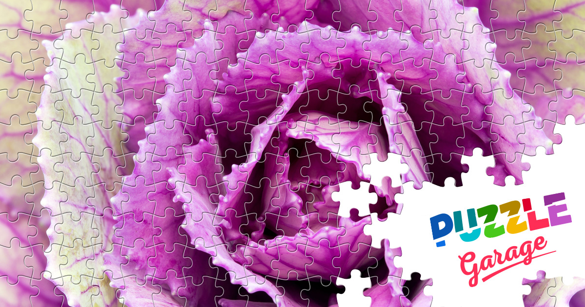 Ornamental cabbage Jigsaw Puzzle (Other, Macro) | Puzzle Garage