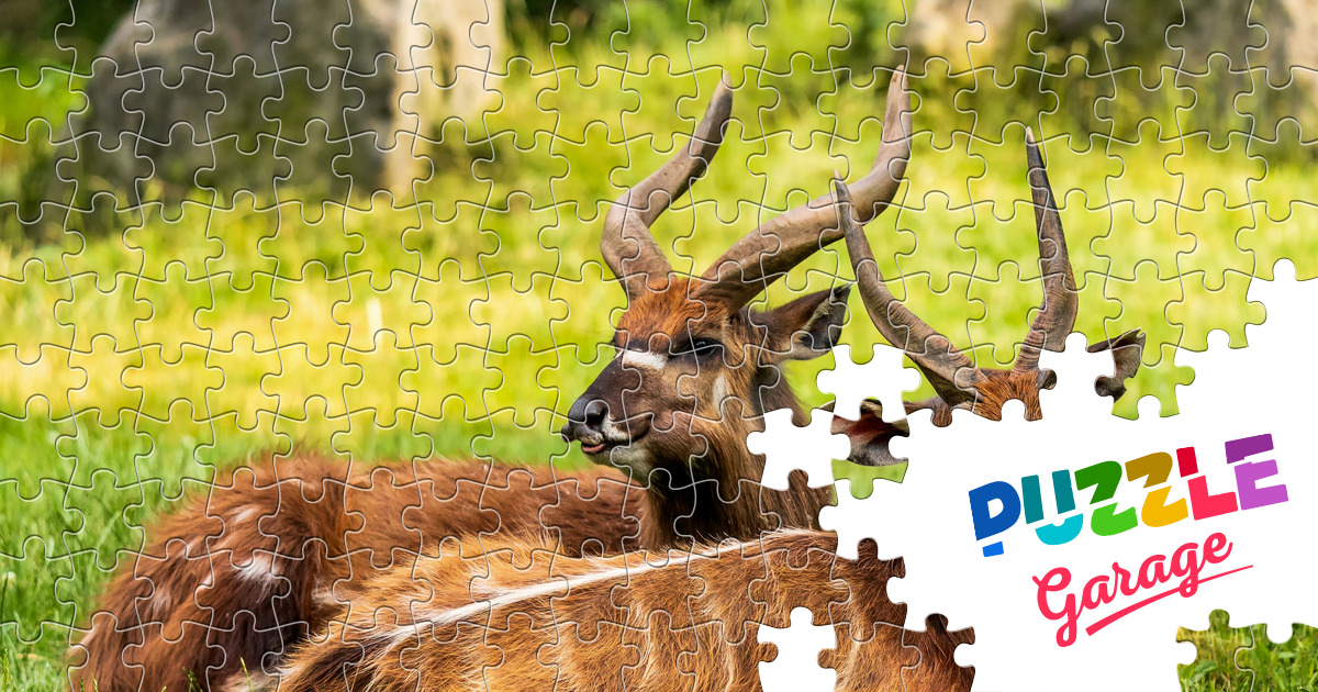 Forest antelope Jigsaw Puzzle (Animals, Mammals) | Puzzle Garage
