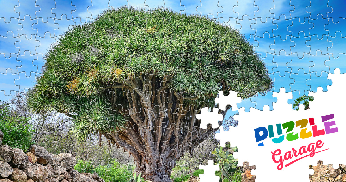 Dragon tree Jigsaw Puzzle (Plants, Trees) | Puzzle Garage