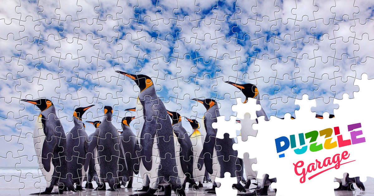 King penguins on an ice floe Jigsaw Puzzle (Animals, Birds) | Puzzle Garage