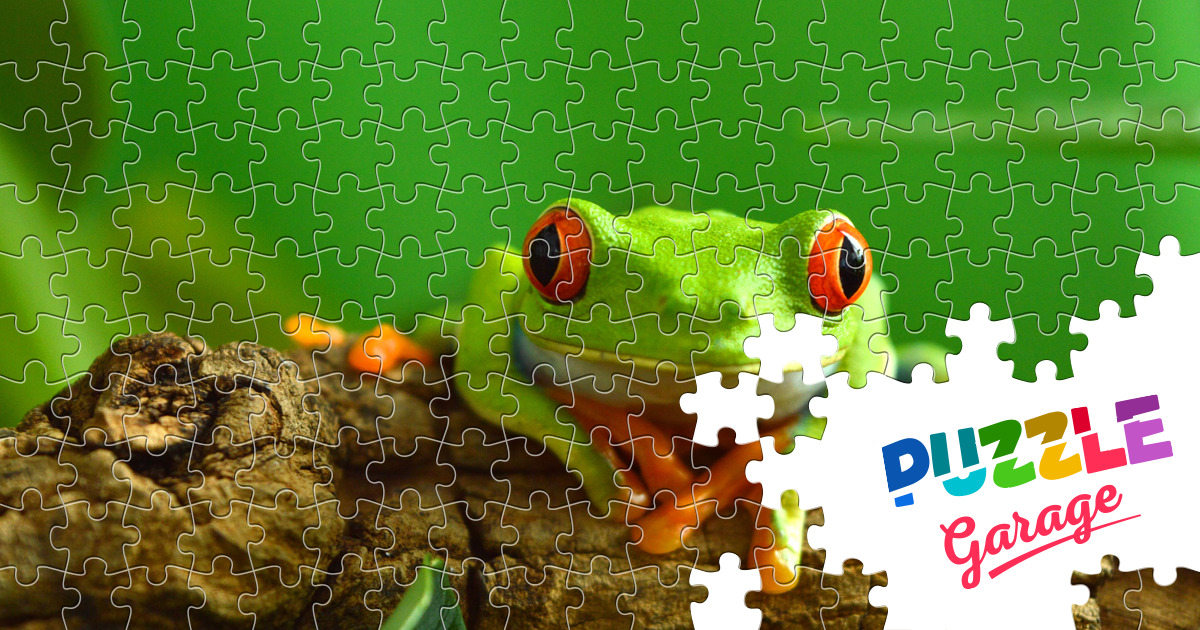 Red-eyed frog on a branch Jigsaw Puzzle (Animals, Amphibians) | Puzzle ...