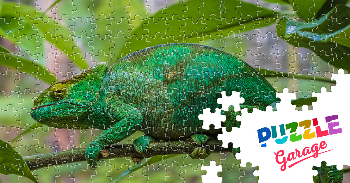 Green chameleon on a branch Jigsaw Puzzle (Animals, Reptiles) | Puzzle ...