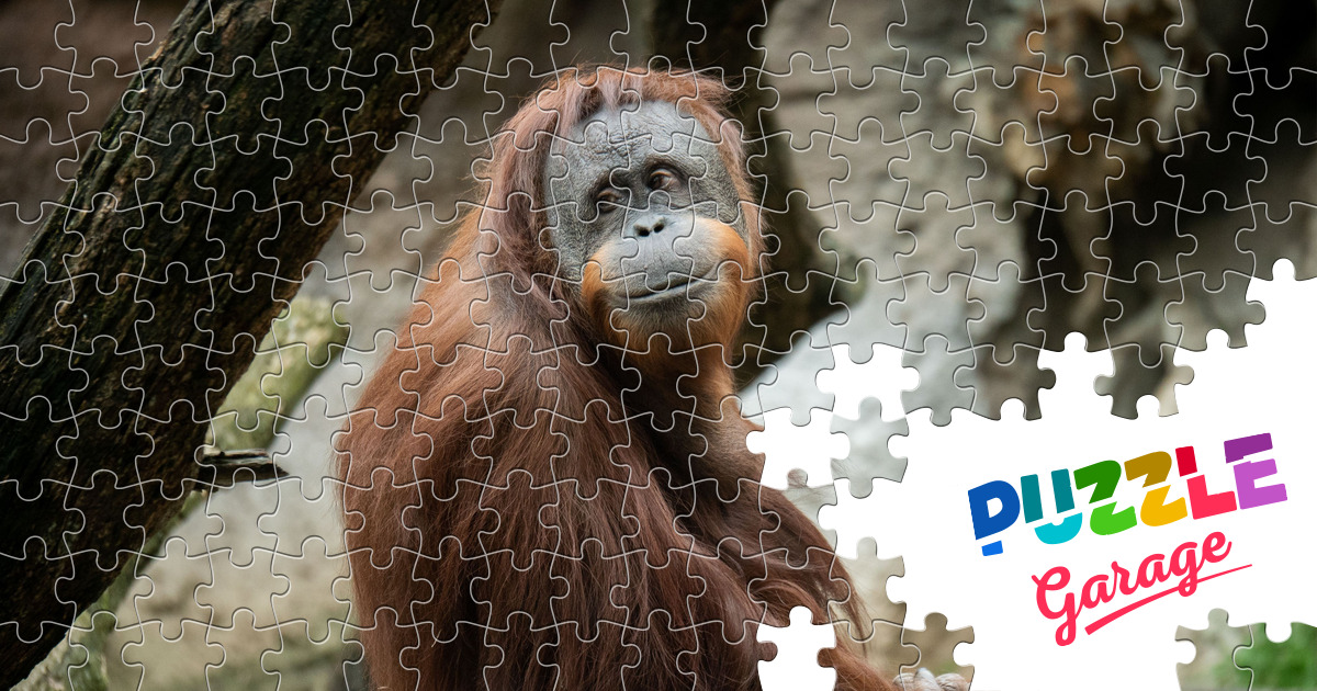 Monkey on the stone Jigsaw Puzzle (Animals, Primates) | Puzzle Garage