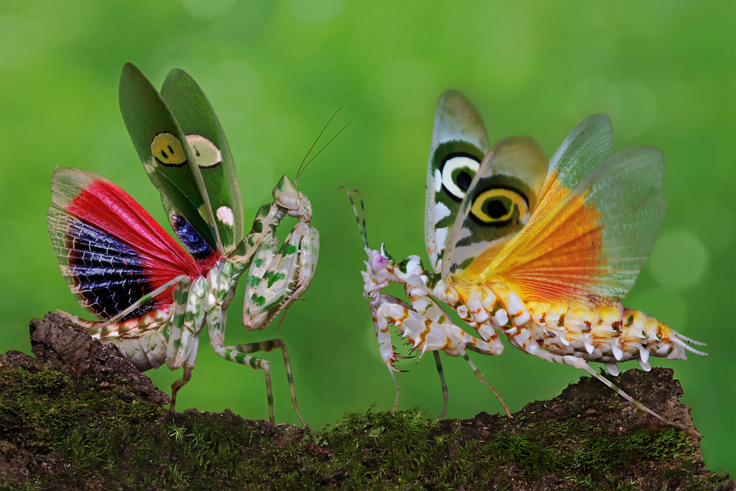 Pair of praying mantises Jigsaw Puzzle (Animals, Insects) | Puzzle Garage