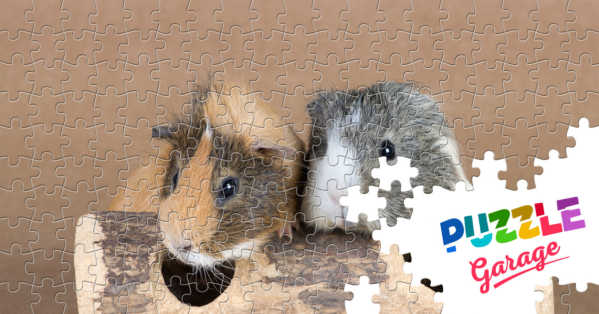 Guinea pigs Jigsaw Puzzle (Animals, Pets) | Puzzle Garage