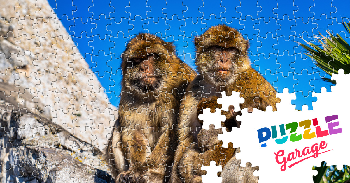 Gibraltar monkeys Jigsaw Puzzle (Animals, Primates) | Puzzle Garage