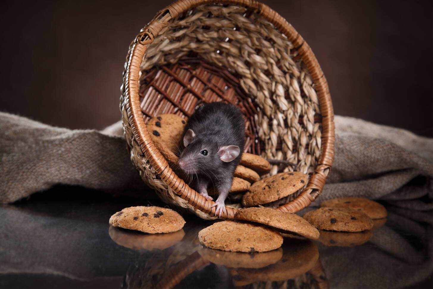 Rat in a basket with cookies Jigsaw Puzzle (Animals, Pets) | Puzzle Garage