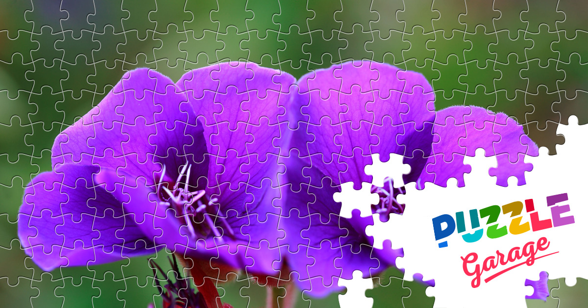 Pleroma violet Jigsaw Puzzle (Plants, Flowers) | Puzzle Garage