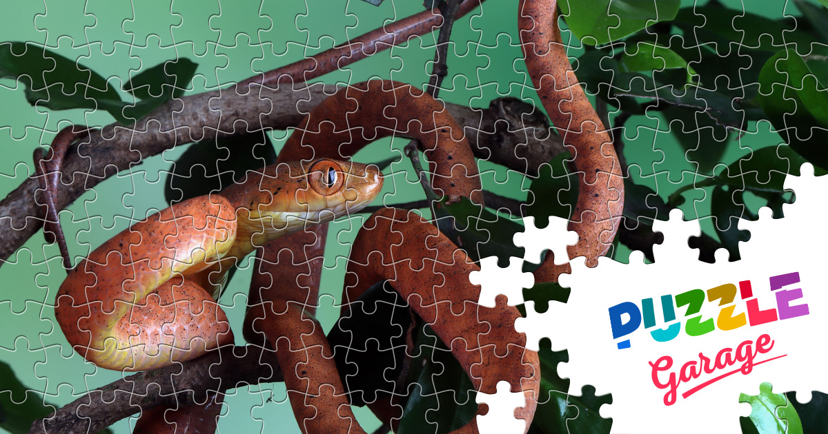 Baby red snake boiga Jigsaw Puzzle (Animals, Reptiles) | Puzzle Garage