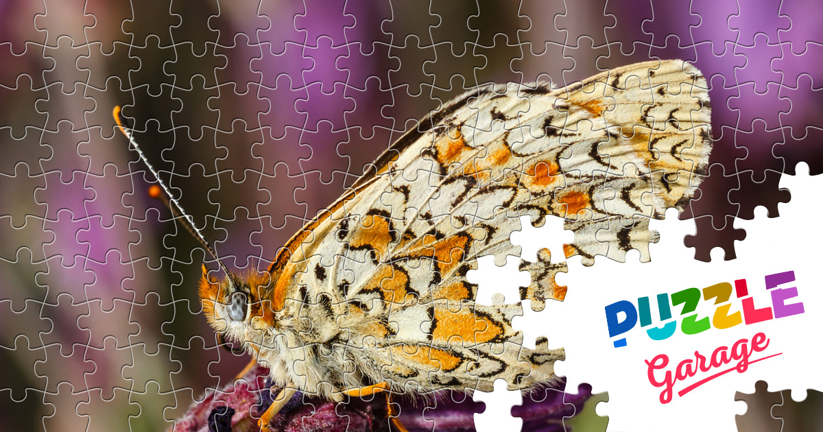 Puzzle Papillon bicolore (Animaux, Insectes) | Puzzle Garage