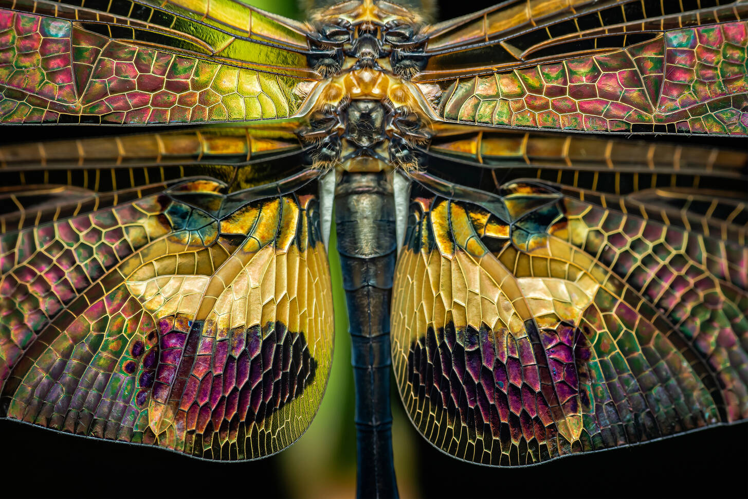 Dragonfly wings Jigsaw Puzzle (Animals, Insects) | Puzzle Garage