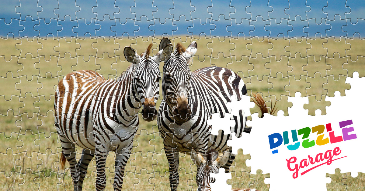 Family of zebras Jigsaw Puzzle (Animals, Mammals) | Puzzle Garage