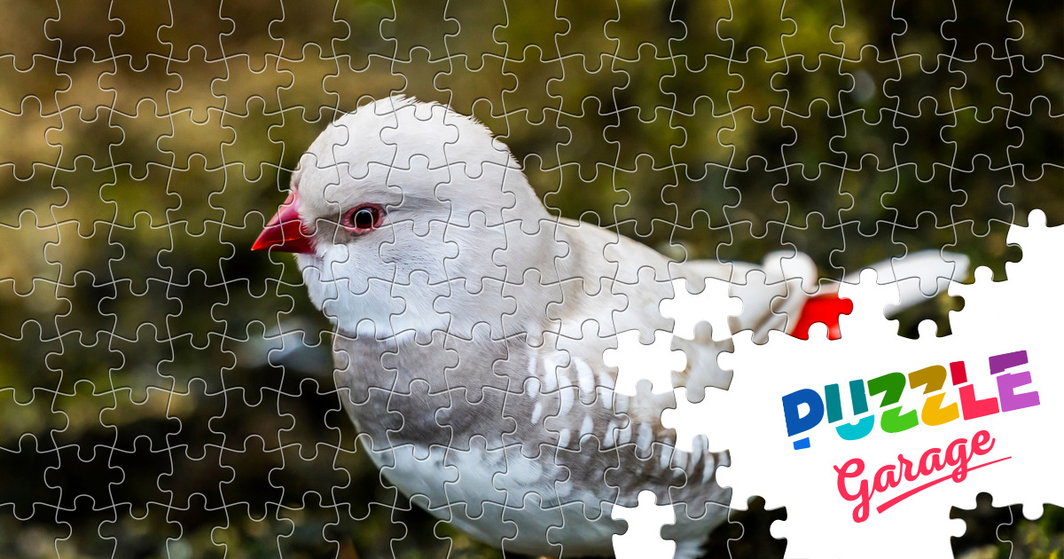 Stagonopleura bella Jigsaw Puzzle (Animals, Birds) | Puzzle Garage