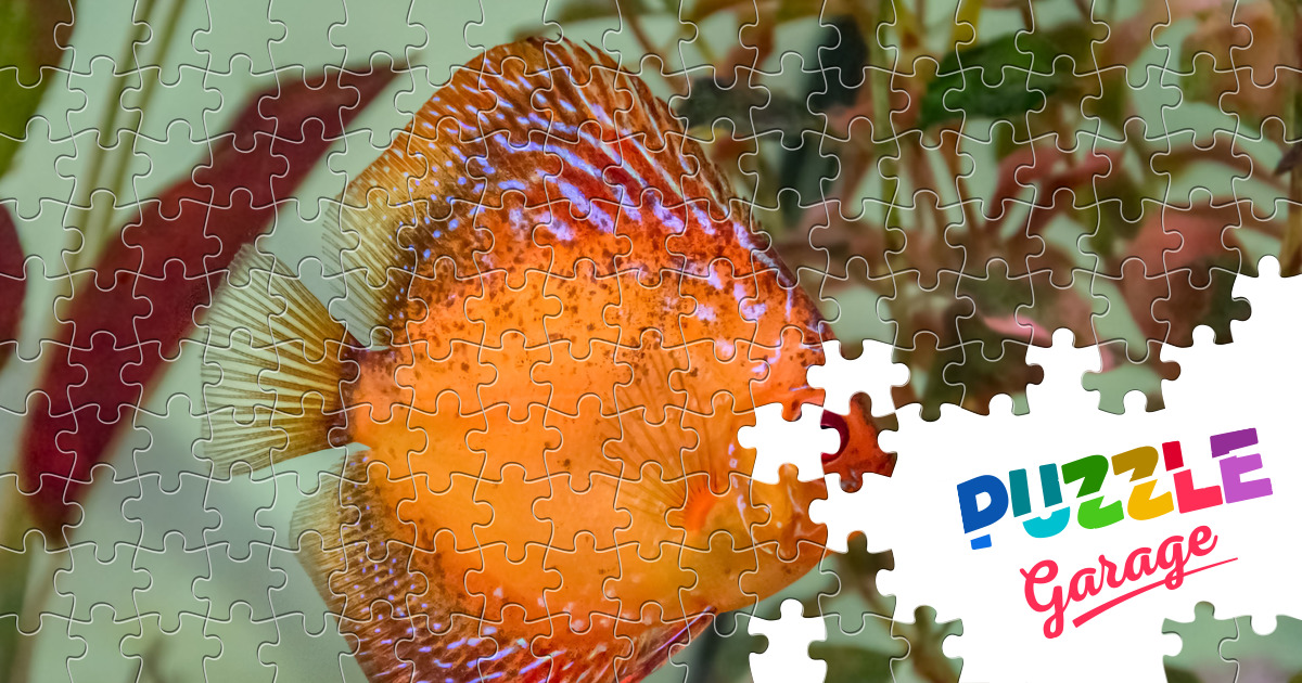 Discus Red Jigsaw Puzzle (Animals, Marine life) | Puzzle Garage